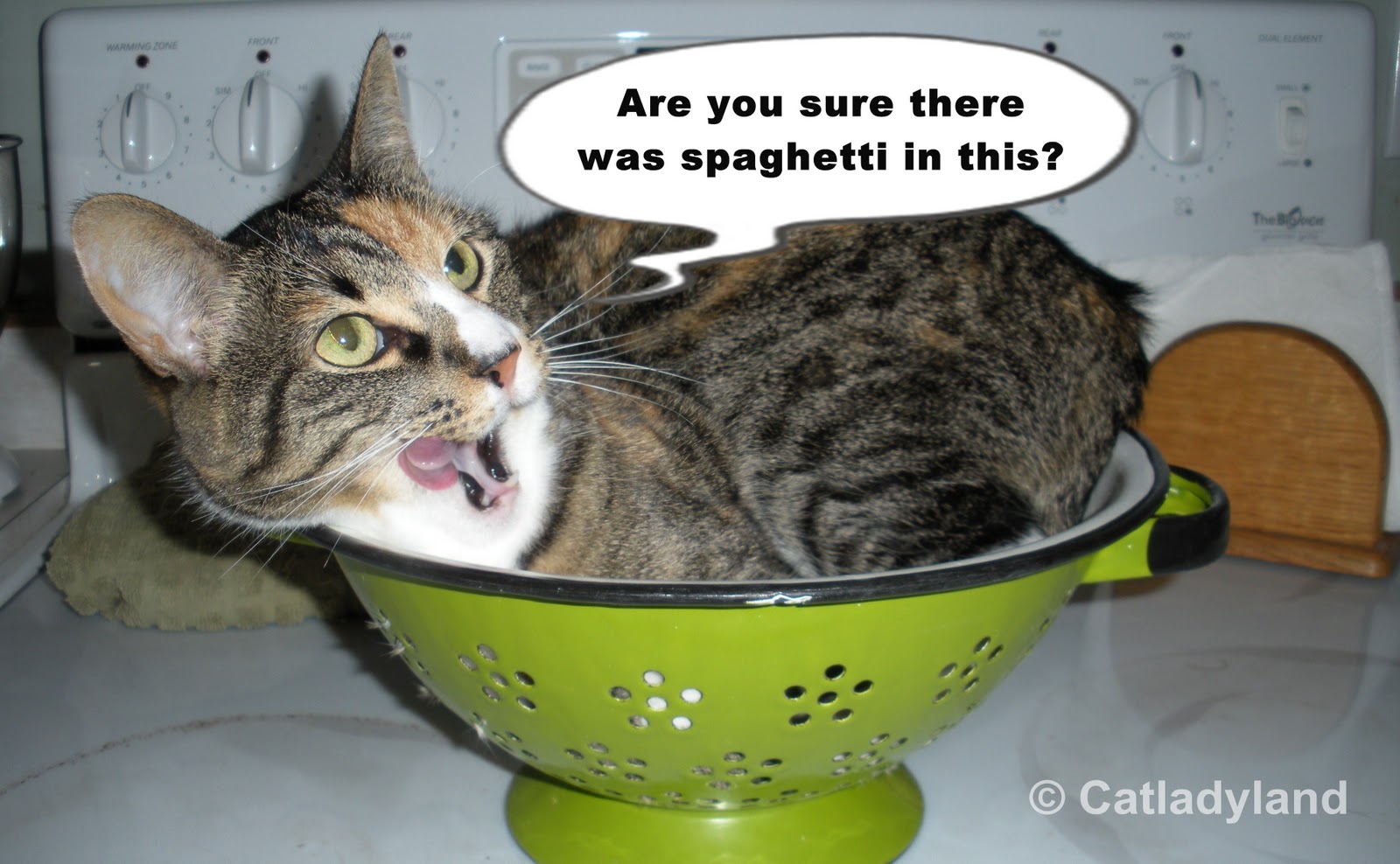 Catladyland: Cats are Funny: Attack of Spaghetti Lips