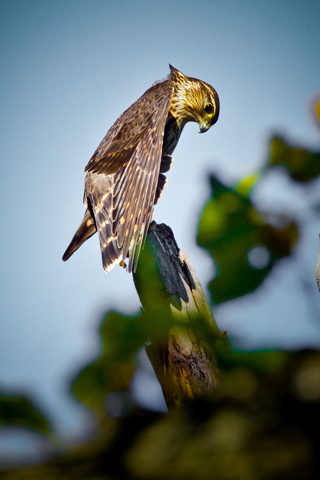 Feather Tailed Stories: Merlin