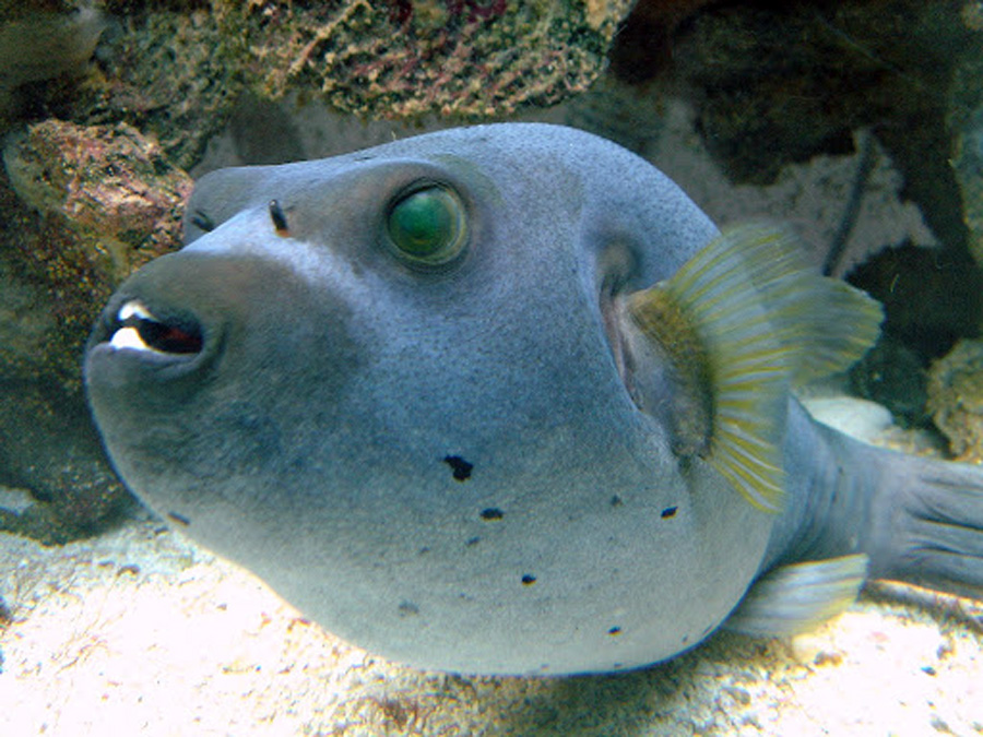 LA NATURALEZA EN CASA: Pez globo con cara de perro (Arothron ...