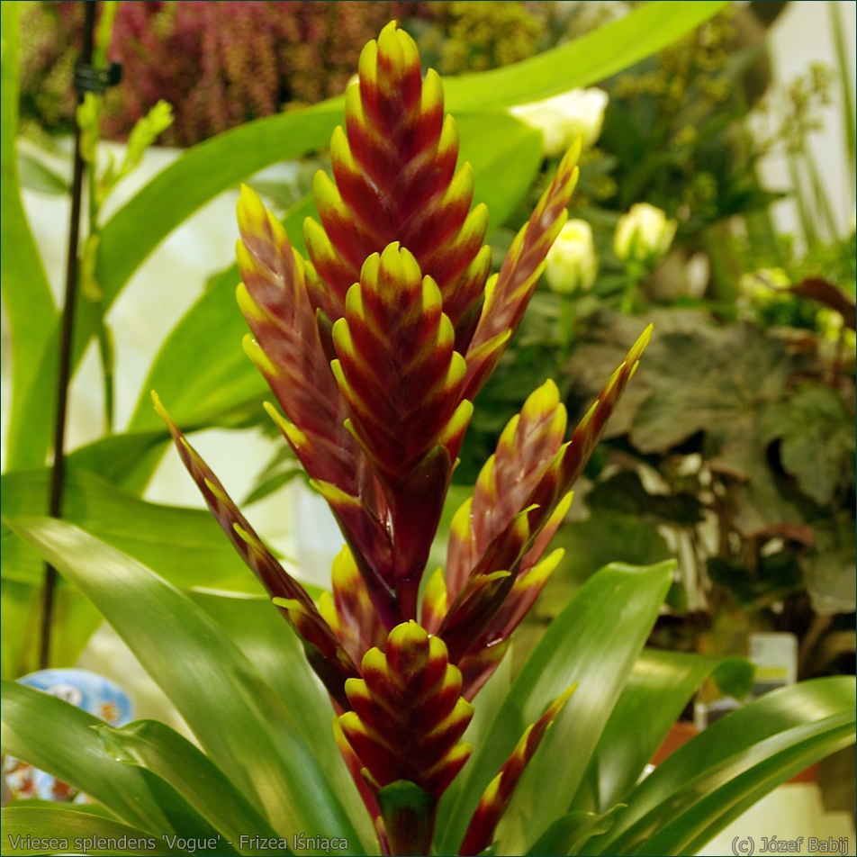 Plant Gallery - Encyklopedia Roślin: Vriesea splendens 'Vogue' - Frizea ...