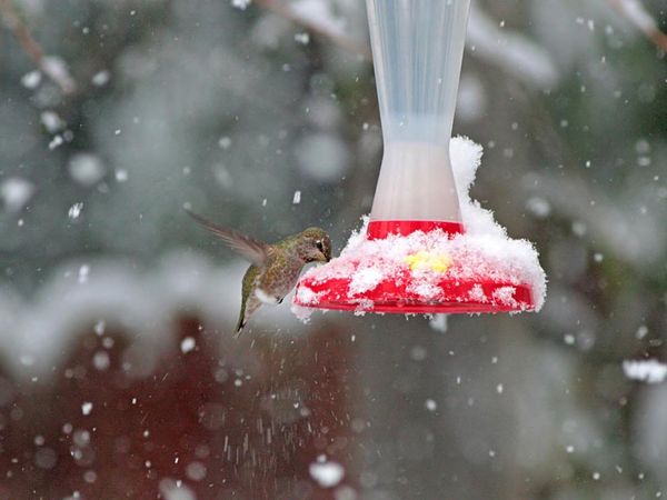Claire's Crazy Habitat: Humming birds... B.E.A.U.T.I.F.U.L.