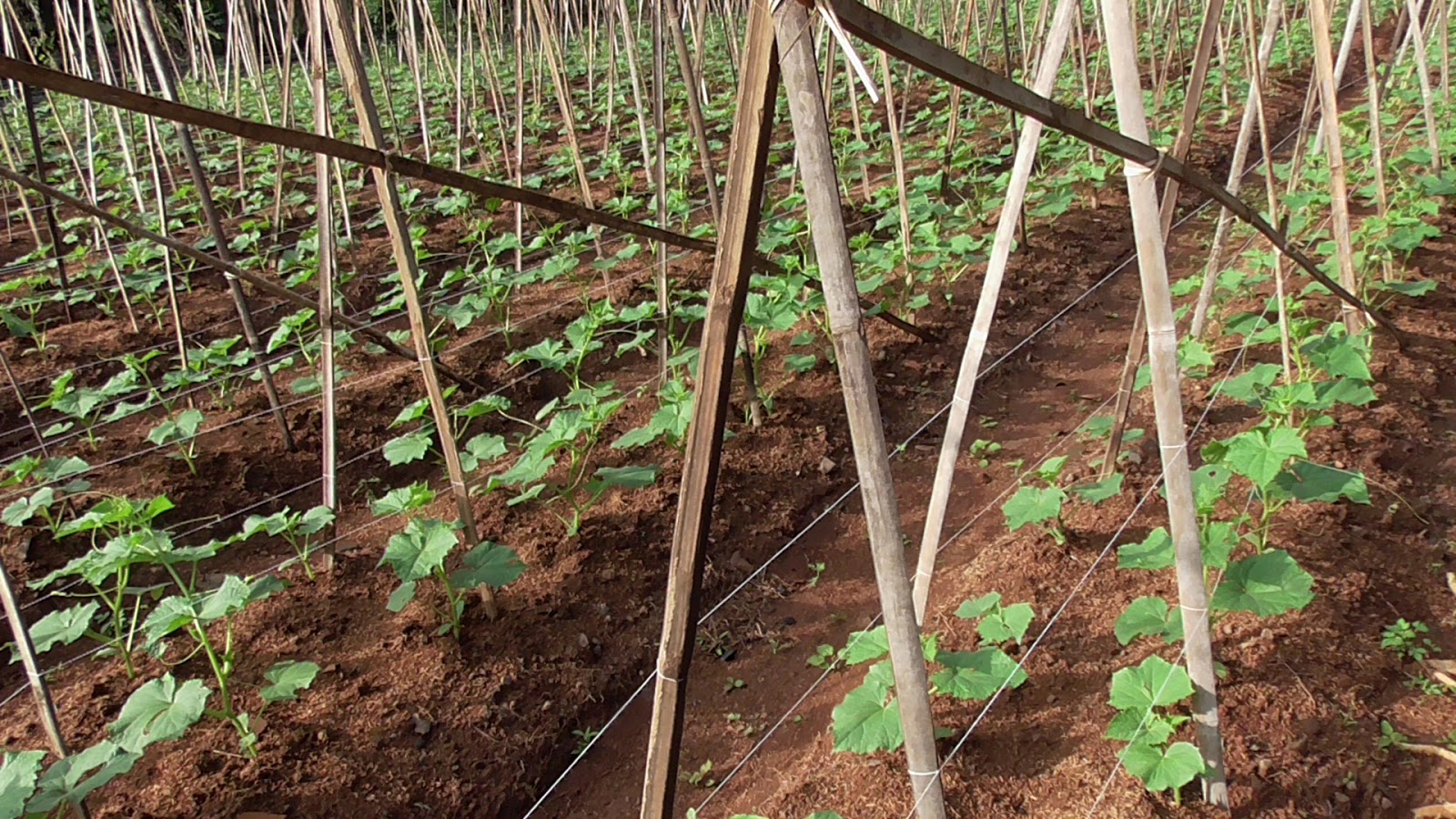 Cara Membuat Lanjaran Timun Menggunakan Benang | Pengembangan Usaha ...