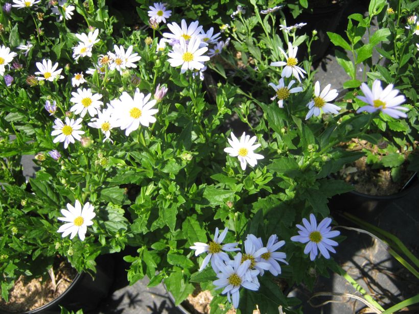 Future Plants by Randy Stewart: Kalimeris - Japanese Aster