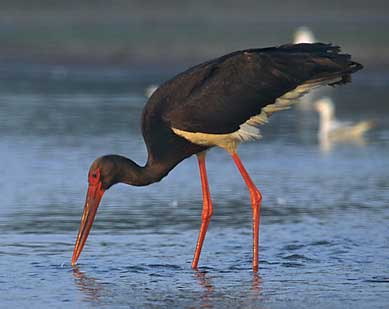 Semua Tentang Burung: Bangau