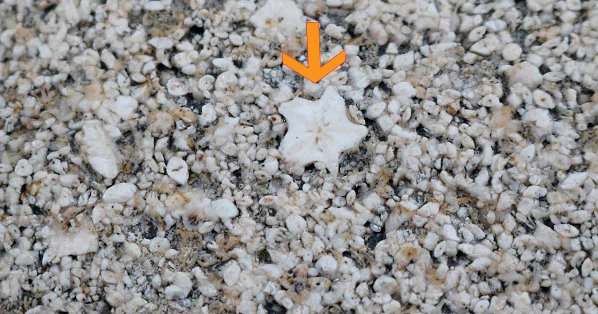 Louisville Fossils and Beyond: Crinoid Stem Fossils at Metropolitan ...