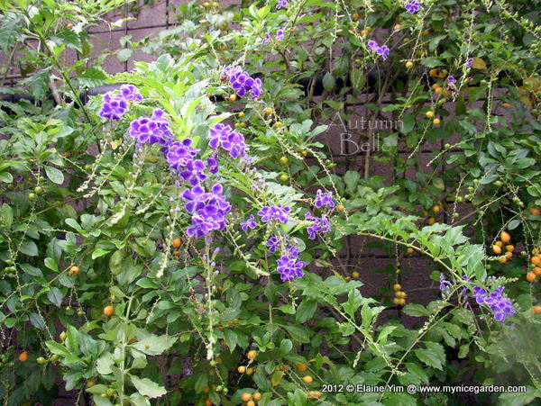 My Tropical Plants Finder: Duranta erecta - Purple flowers