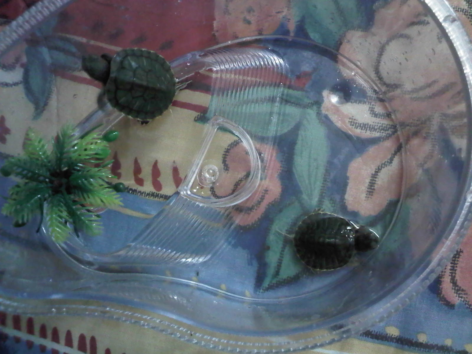 Cara Bela Kura Kura - soakploaty