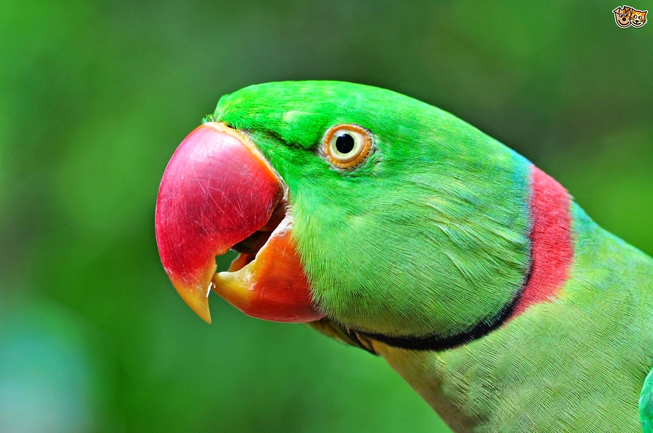 Popular Asiatic Parakeets