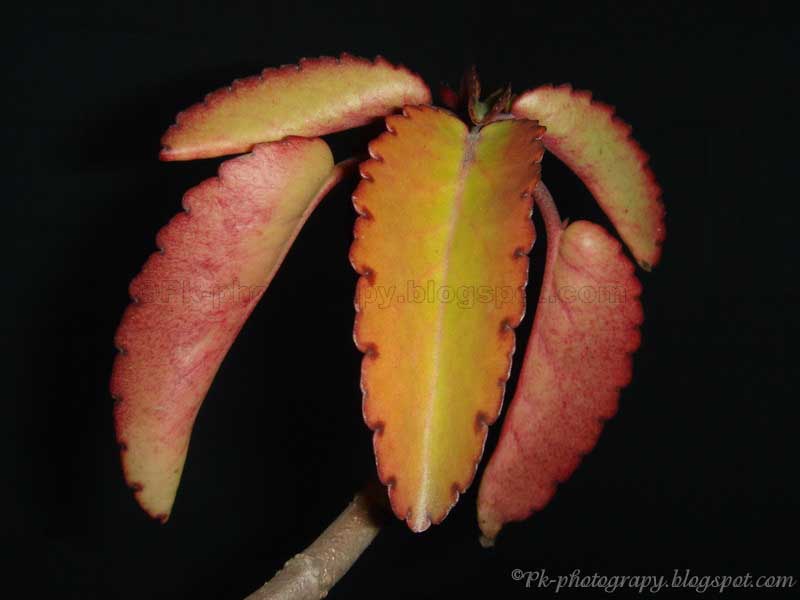 Leaf of Life Plant | Nature, Cultural, and Travel Photography Blog