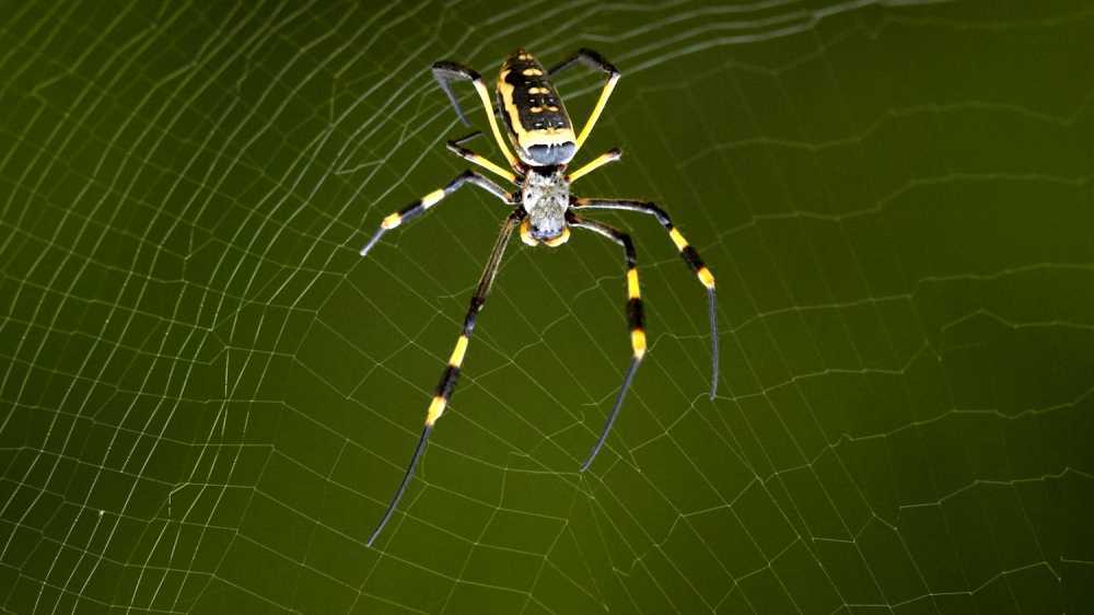 Cultural depictions of spiders