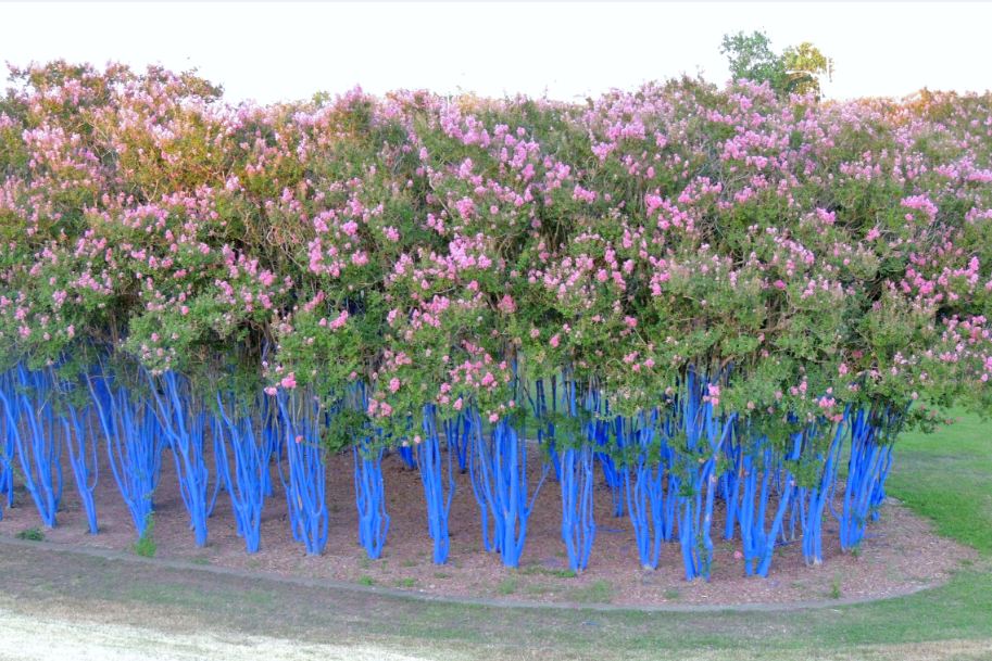 Houston in Pics: Blue Trees Art Project with AIG Tower