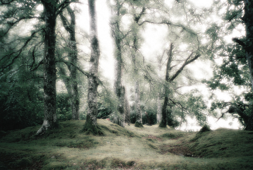 SILENT OBSERVER: The Hoia-Baciu Forest mystery