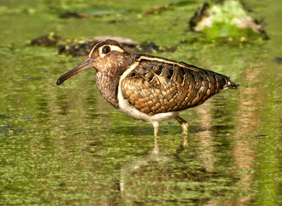 SNIPE BIRD photos - wallpapers | the fun bank