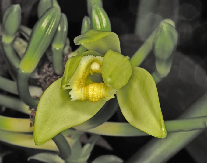 BunyipCo: November 2011