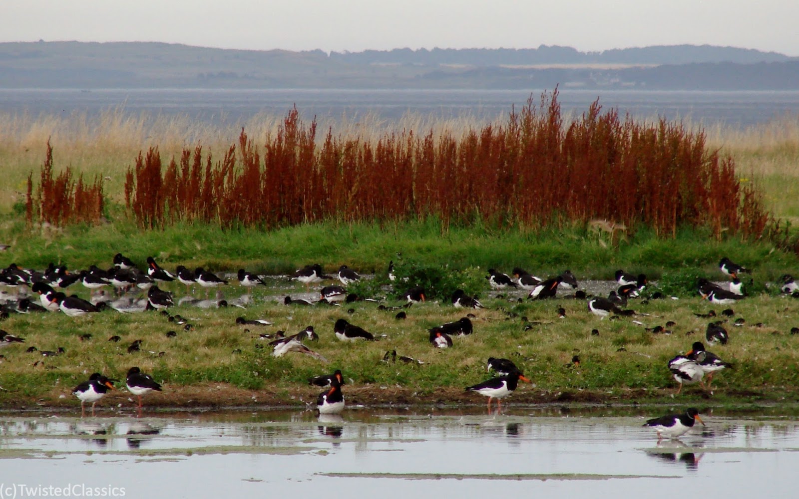 Birds and wildlife: Oystercatchers and other waders in Musselburgh lagoons