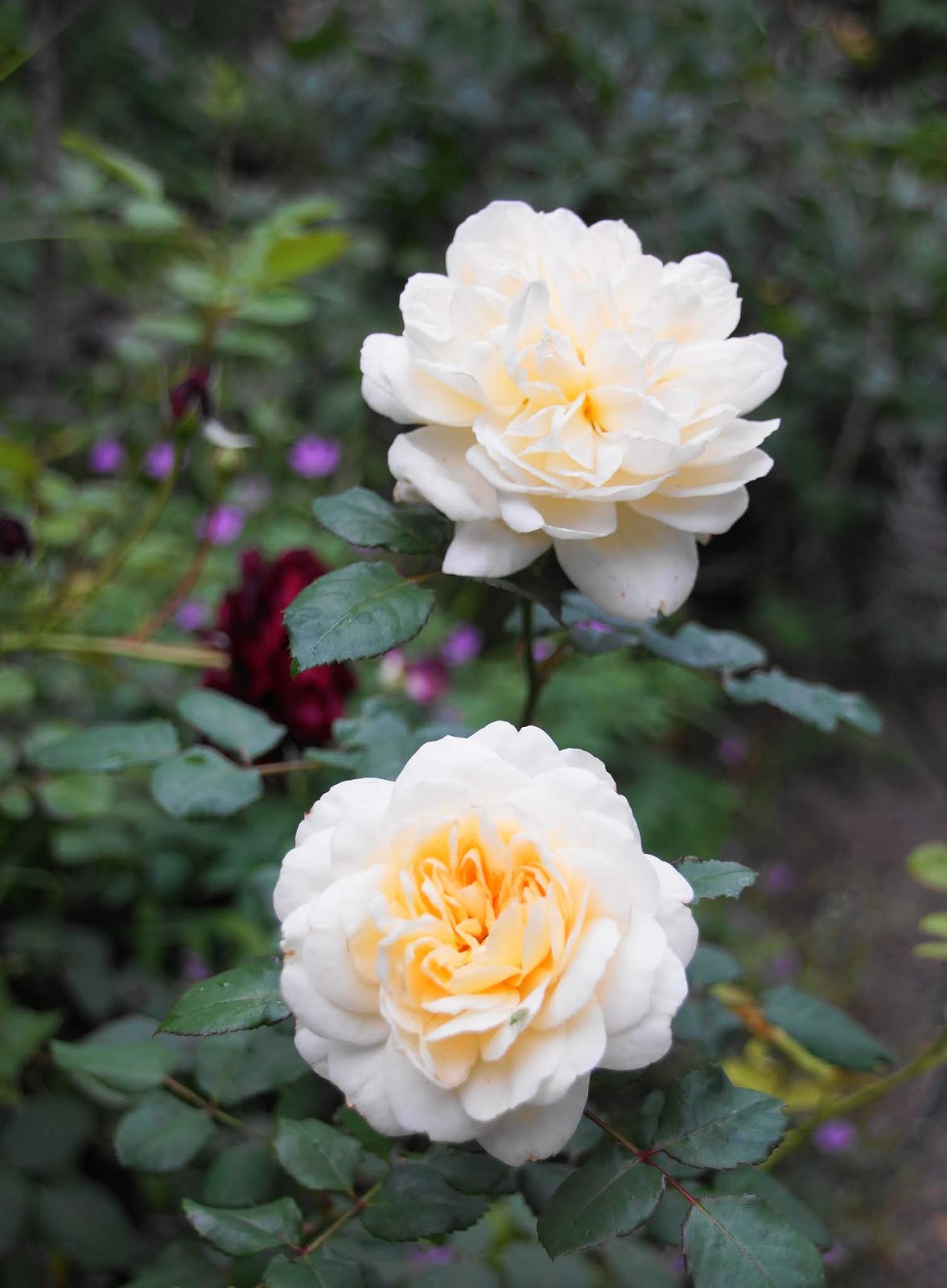 Villroses hage: Remonterende roser II - Austin-favoritter