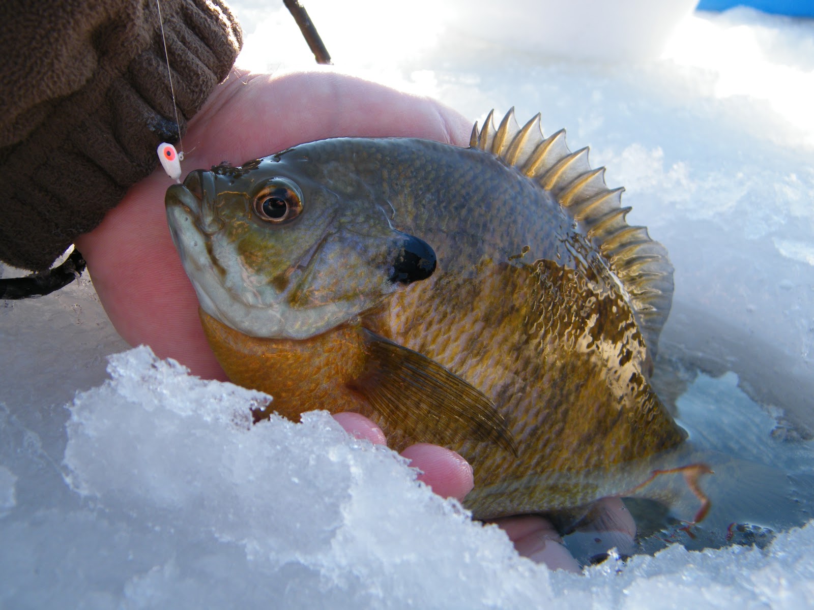 Slab Seeker Fishing: Bluegills Secrets Reveled