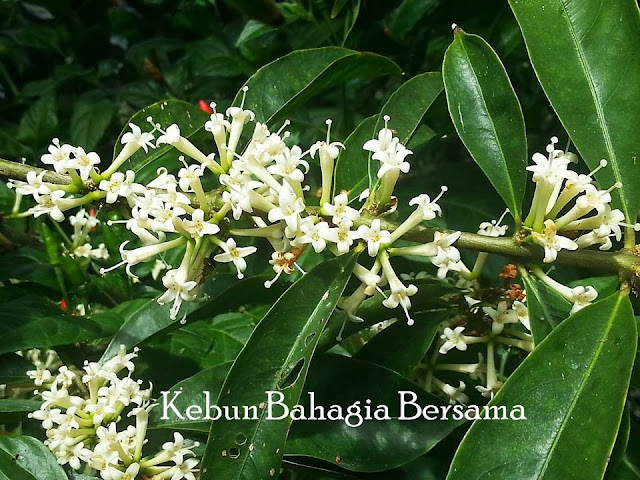 Kebun Bahagia Bersama: Bunga Warna Putih