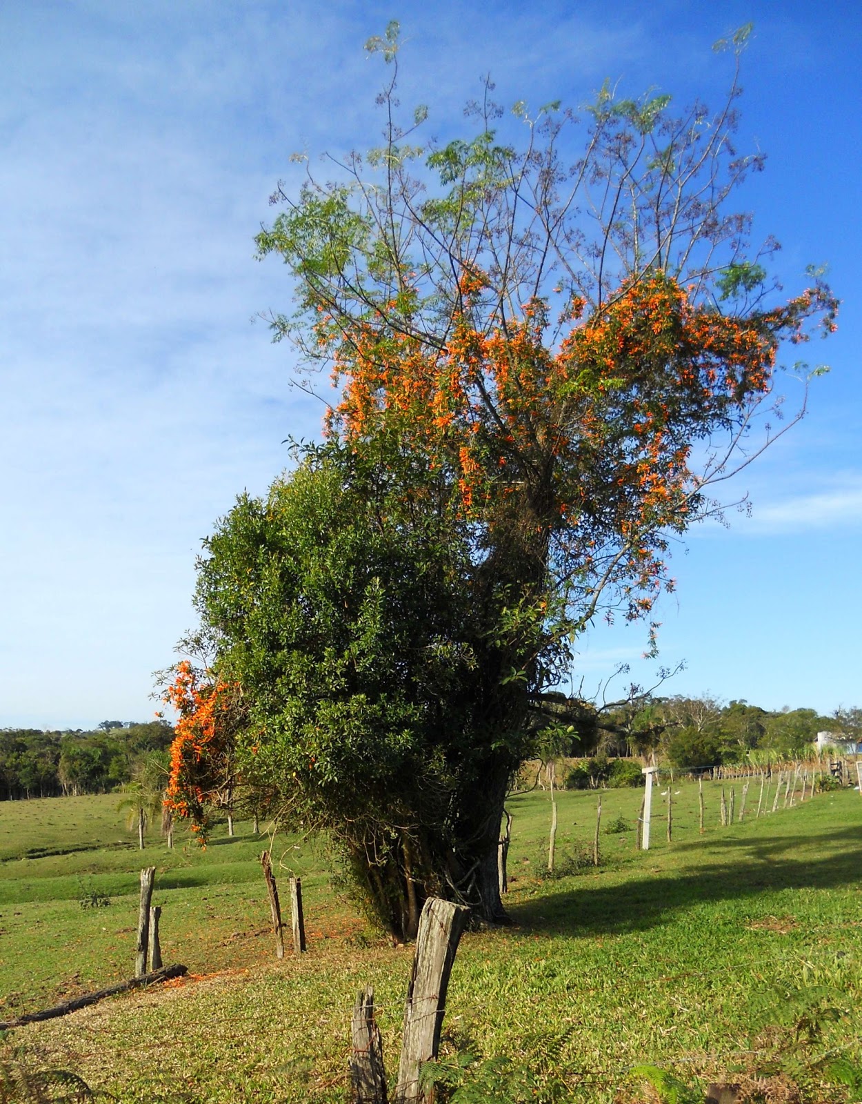 Bem pertinho: visitando Maracajá (SC)