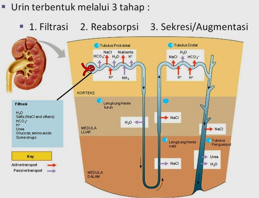 BIOLOGI GONZAGA: SOAL EKSKRESI