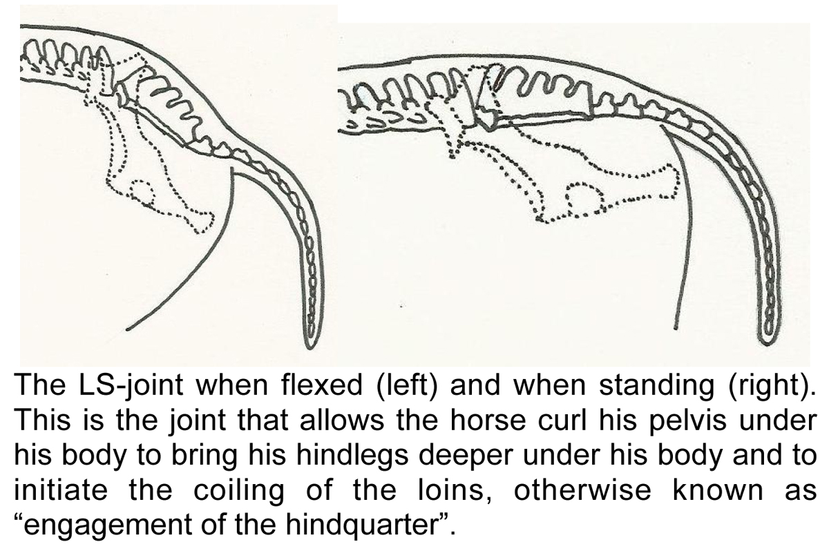 Musings at Minkiewicz Studios LLC: Equine Anatomy and Biomechanics: A ...