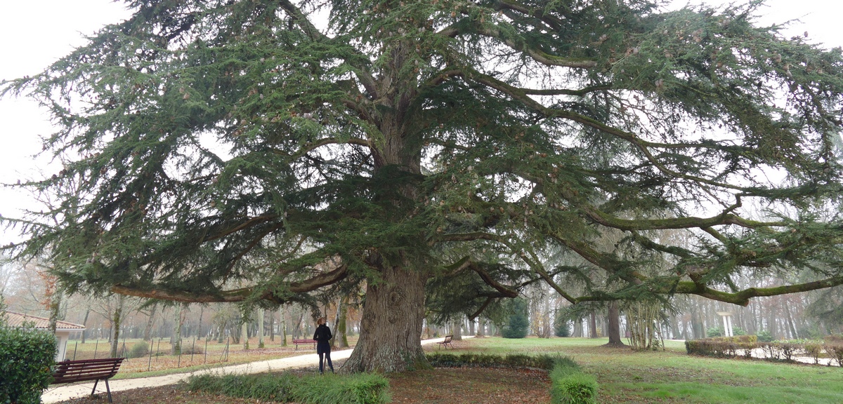 Arbres remarquables du Fumélois, et des environs...: Le grand Cèdre du ...