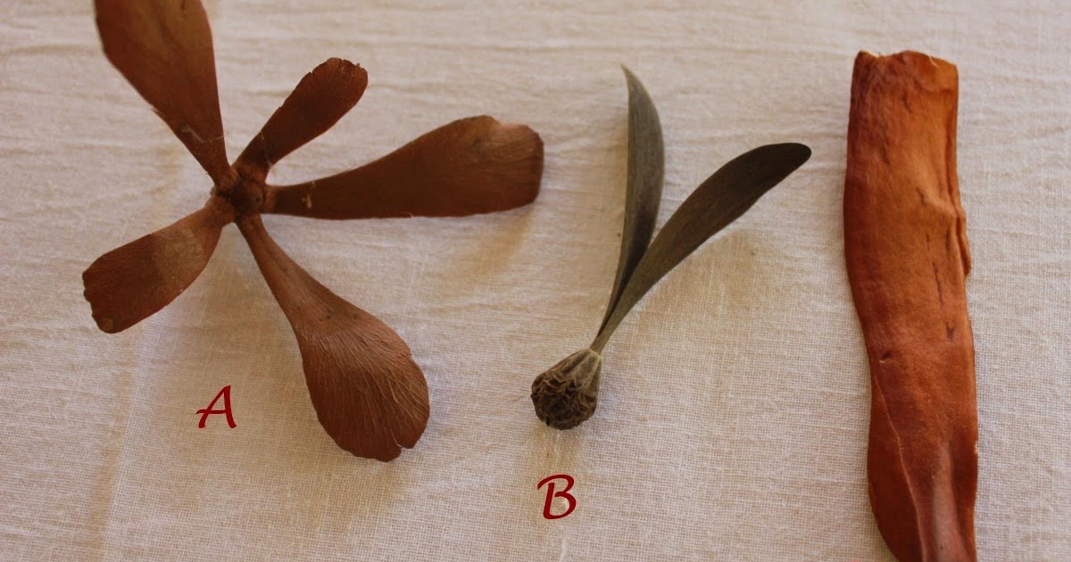 Journeys across Karnataka: spinning seeds