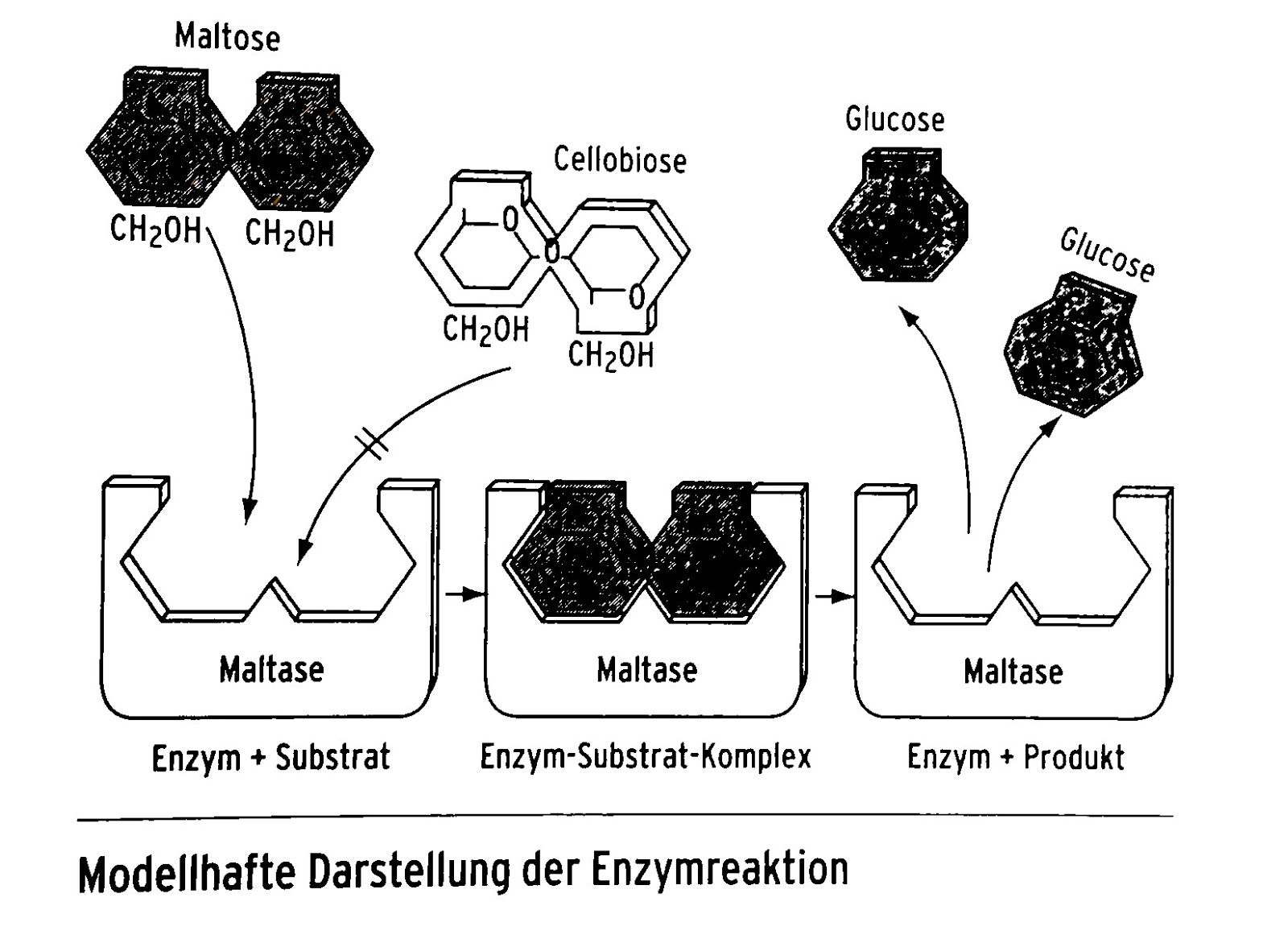 Enzyme