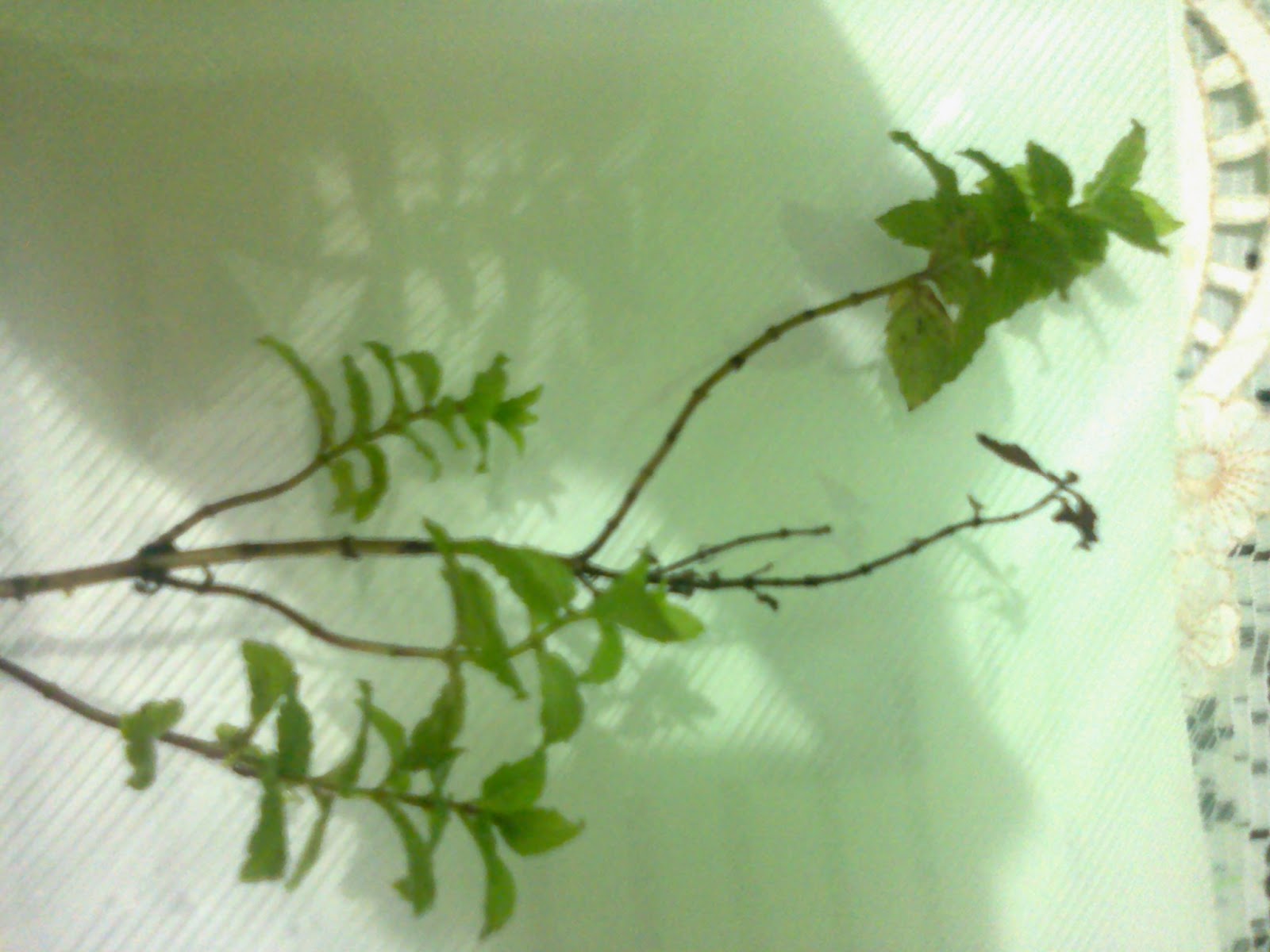 herbario: herbario planta hierbabuena