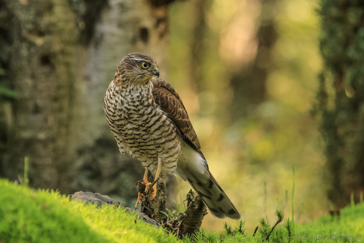 De Vogelkijker!: Mooi licht op de Sperwer