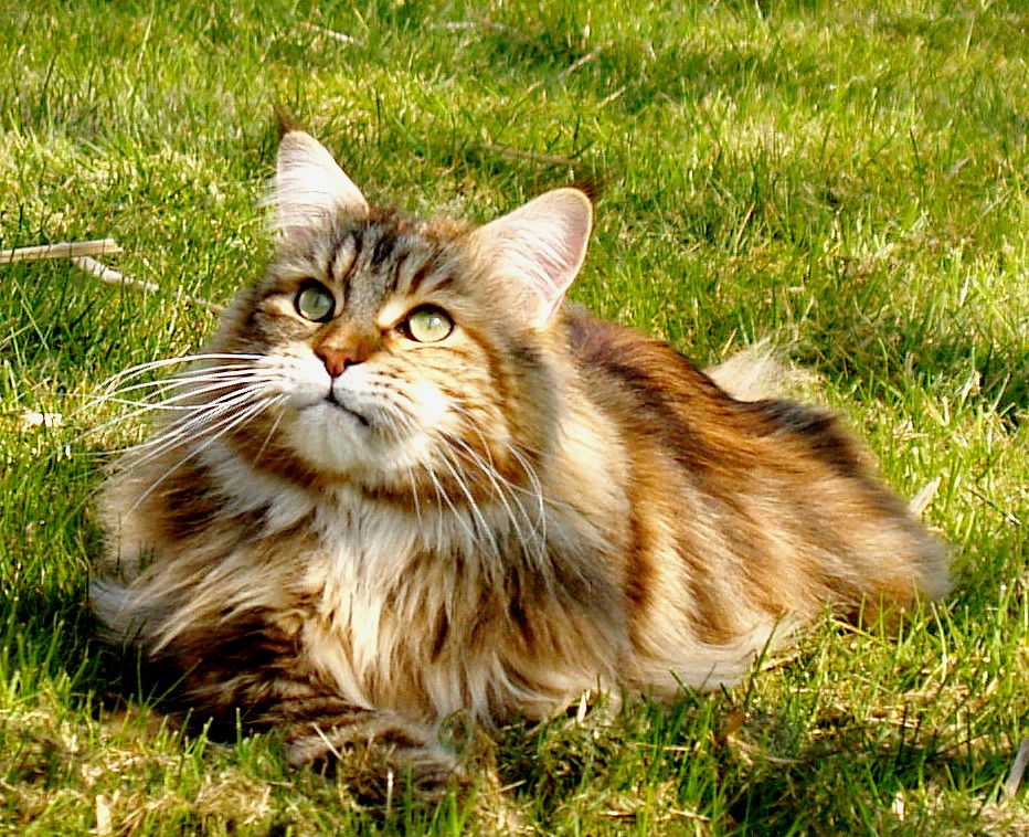 Comportamiento animal : Razas felinas o razas de gatos Maine Coon