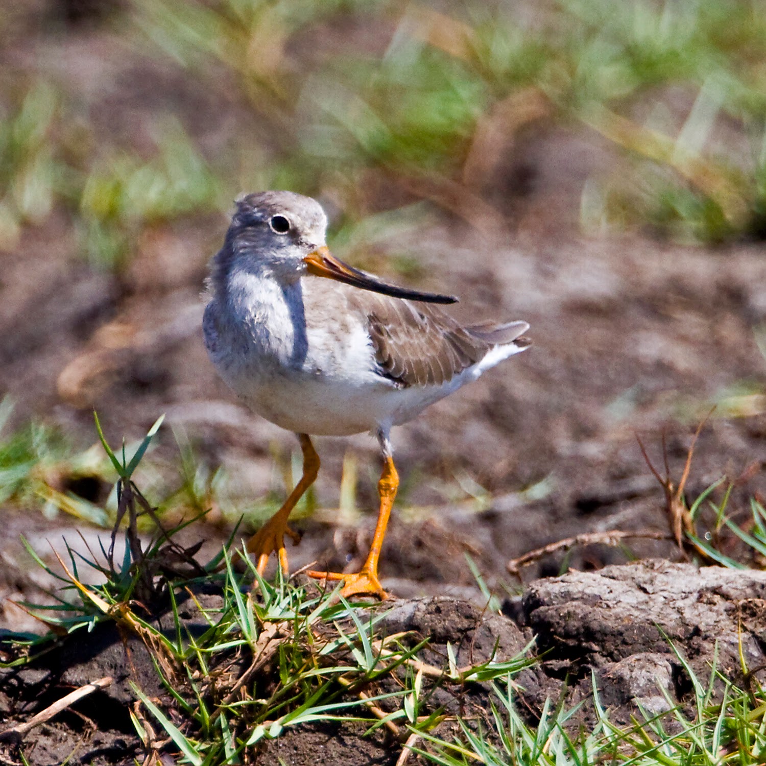 Tanzania & Zanzibar: Terek Sandpiper