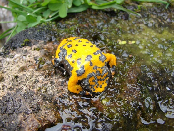Berkenalan dengan Famili Bombinatoridae Katak - EDUBIO