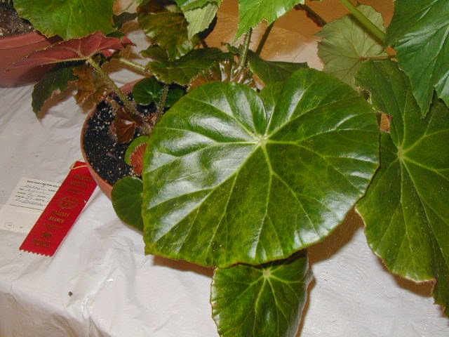 Всё о бегониях и не только...: Begonia 'Foxy Lady', Begonia 'Freddie ...