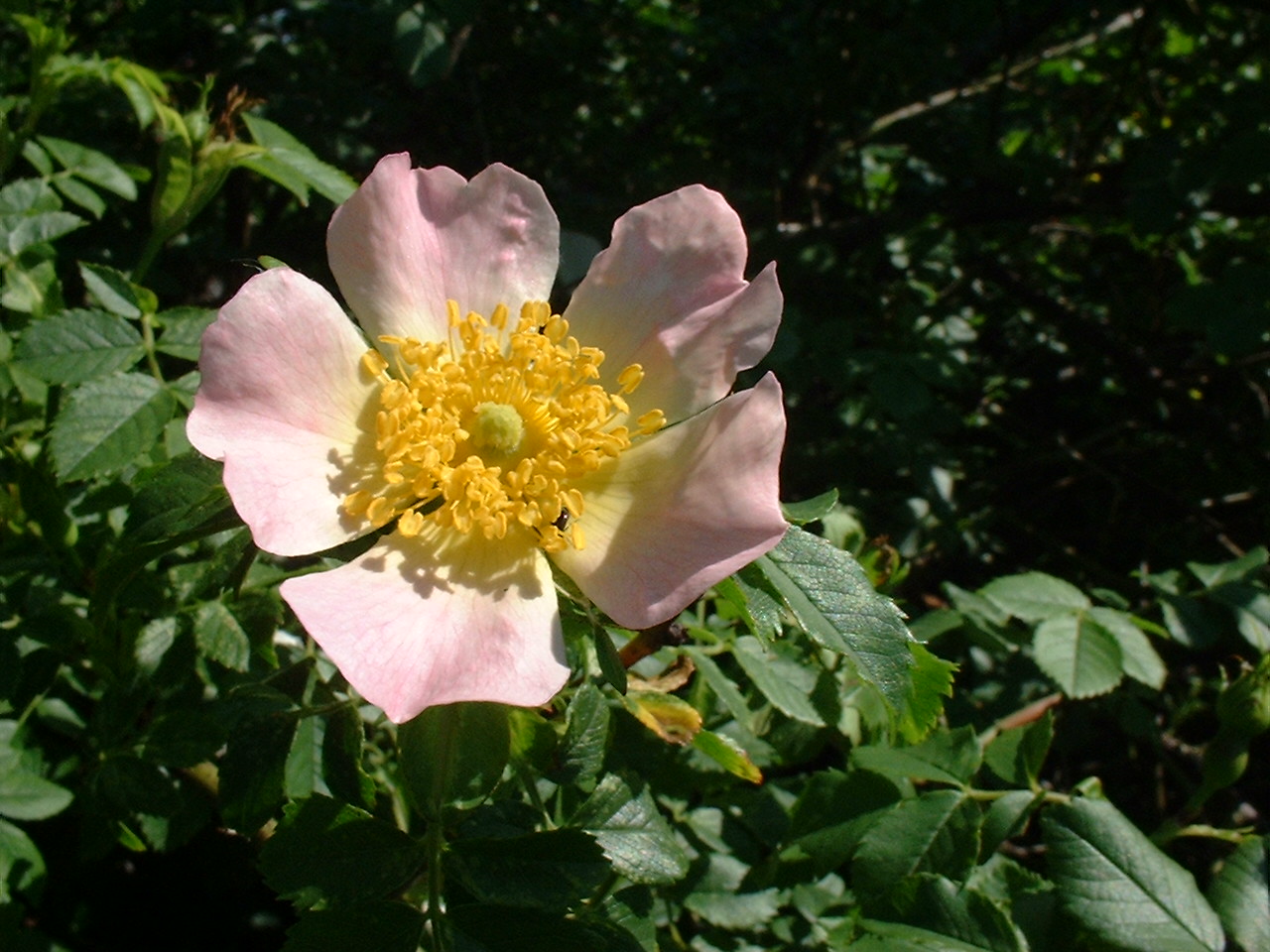 Raw Edible Plants: Dog rose (Rosa canina)