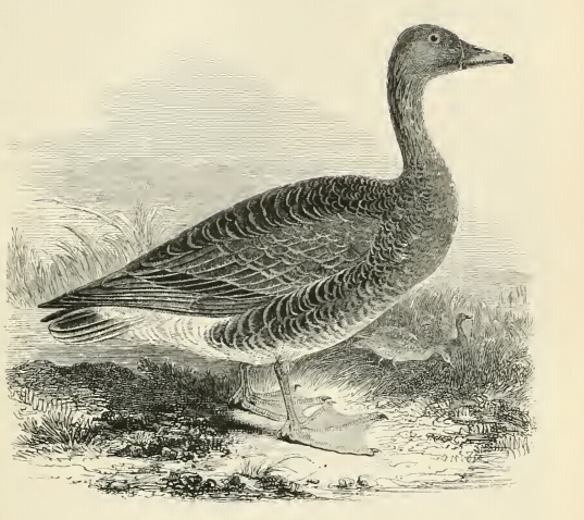 The Study: The Delicious Talents of Gabble Ratchet