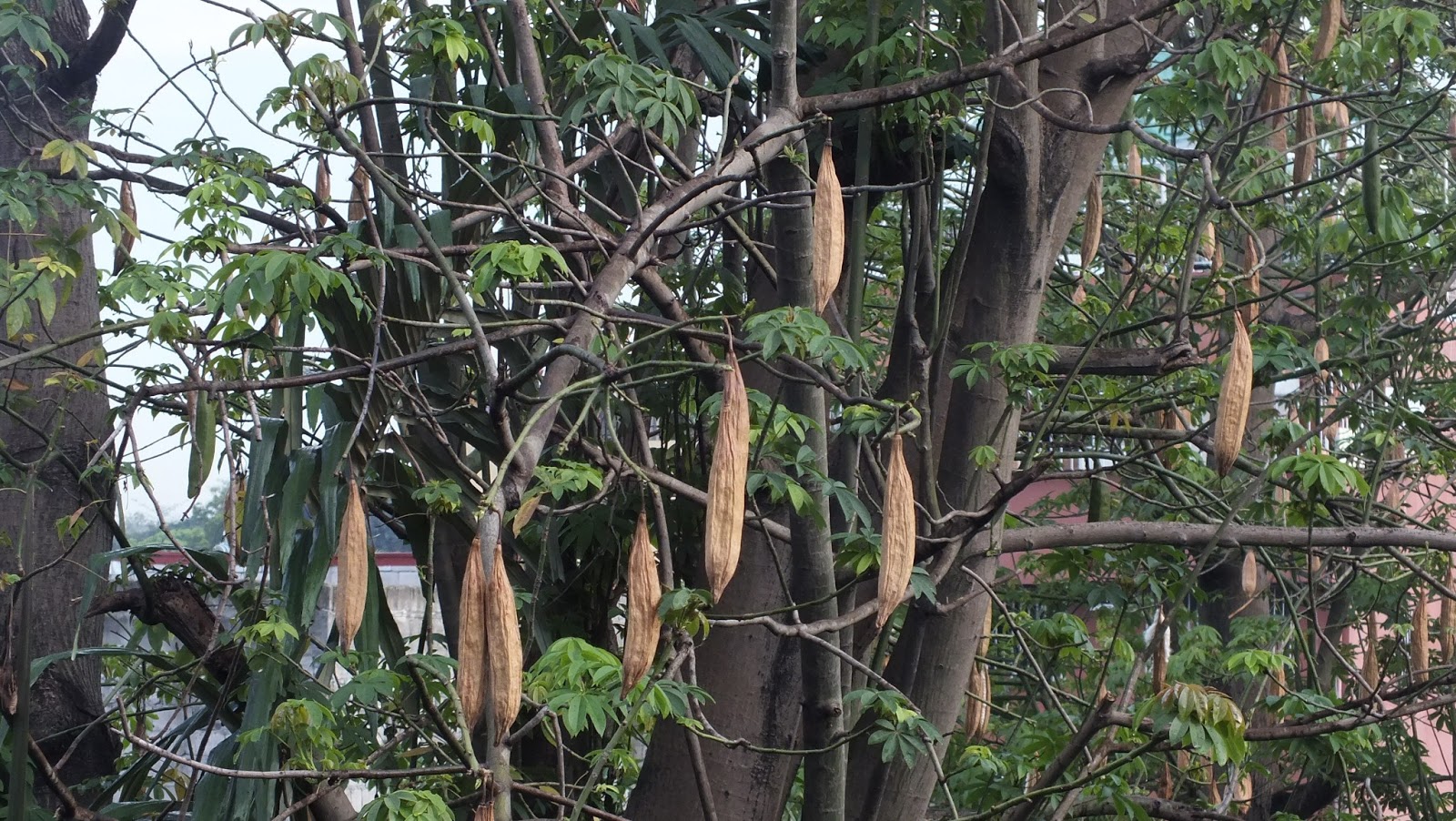 Photography with Dr. Ernie.: Kapok tree , Ceiba pentandra