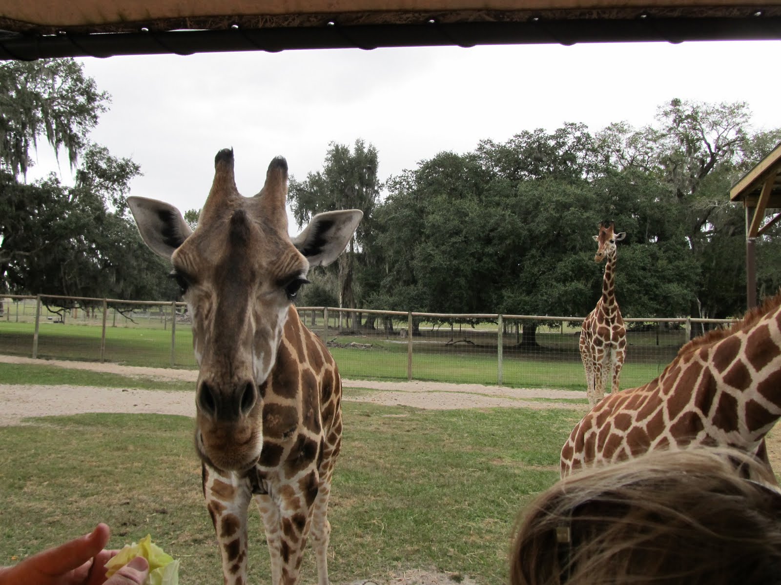 Sassytrash: A delightful backroads discovery....Giraffe Ranch eco-adventure