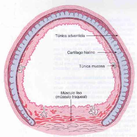 Patología : APARATO RESPIRATORIO: INTRODUCCIÓN