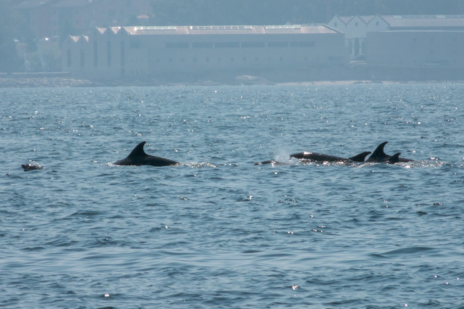 Más allá de mi jardín: Delfín mular - Tursiops truncatus