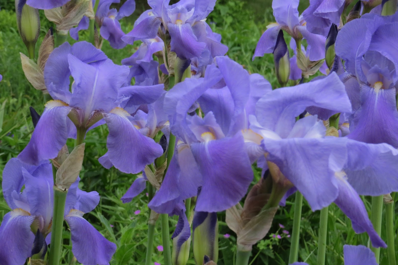 Ragged Robin's Nature Notes: A Bee Talk and Walk led by Steven Falk at ...