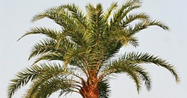 జయప్రభాశర్మ