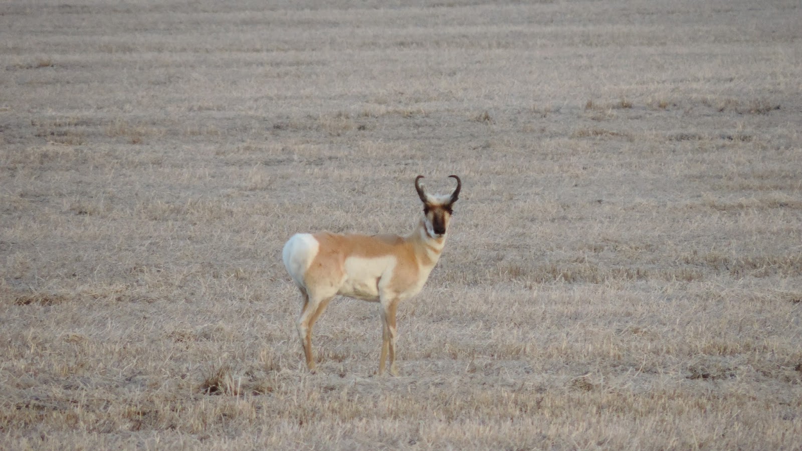 Travel with Kevin and Ruth: Where the deer and the antelope play