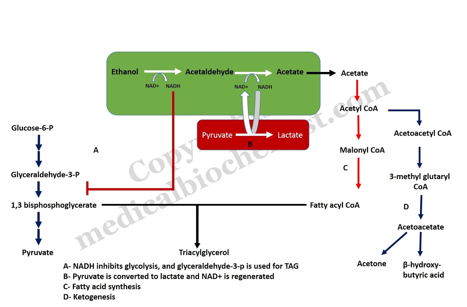 Alcoholic Liver Disease: Clinical Presentation and Biochemical Correlation