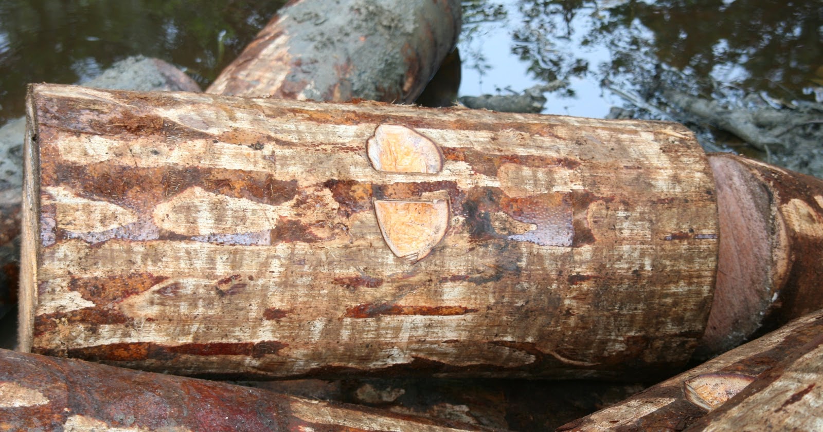 AWAK YANG PAYAH MEMBELAH RUYUNG | AKU ANAK PAHANG