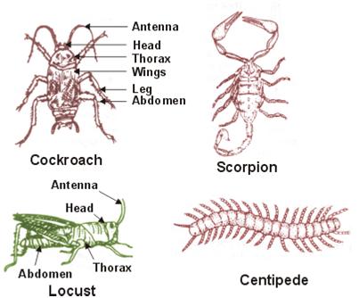 Arthropod Body Segments