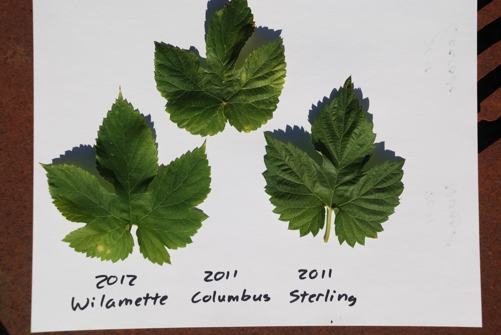 Hop Plant Identification