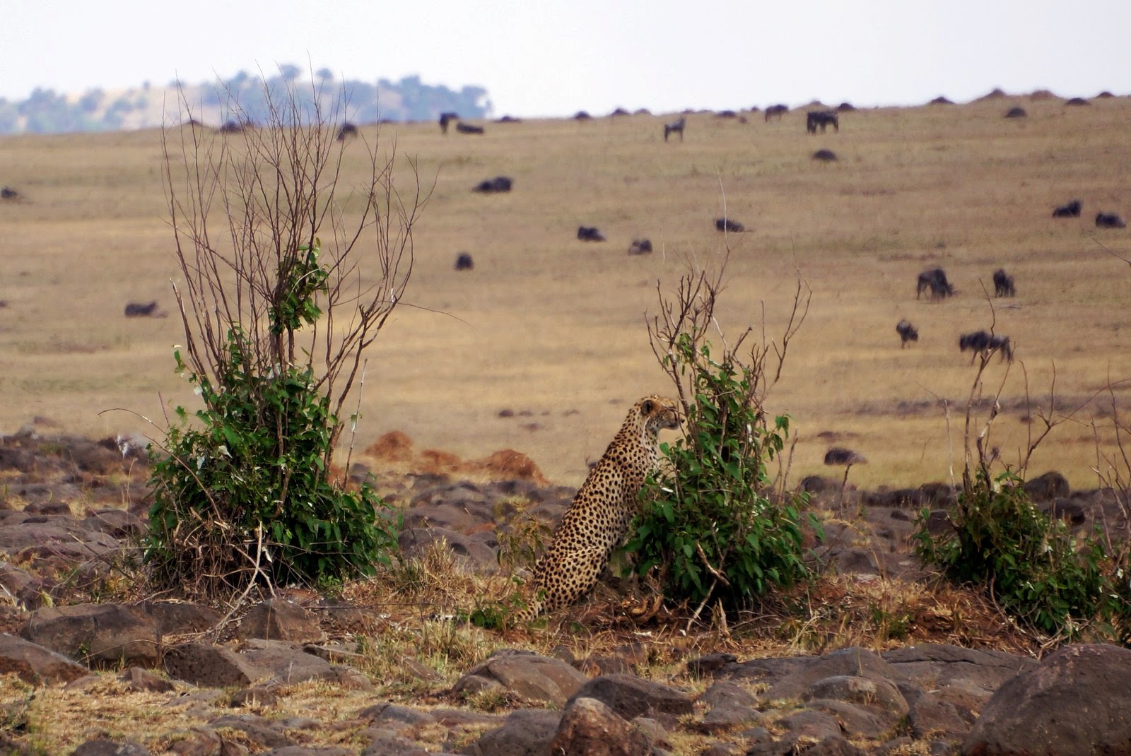 Jon and Marianne Hunter in Kenya: Elephants and Cheetah