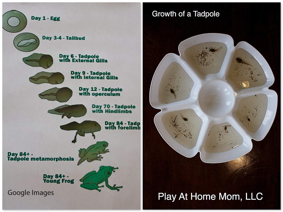 Play At Home Mom LLC: Frogs - Taking Advantage of Real Life, Hands On ...