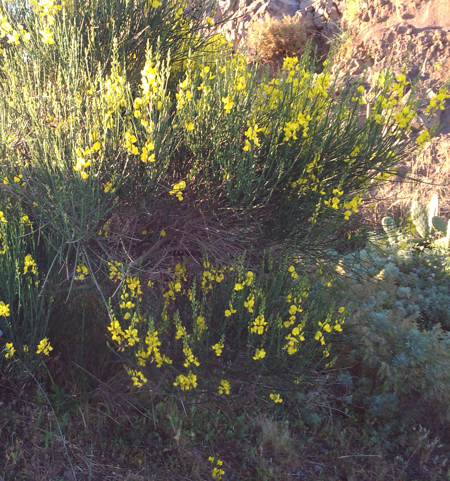 Agricultura competitiva e innovación: Plagas y enfermedades que tienen ...
